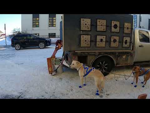 Glimpses of the 2024 ceremonial start of Iditarod race Alaska