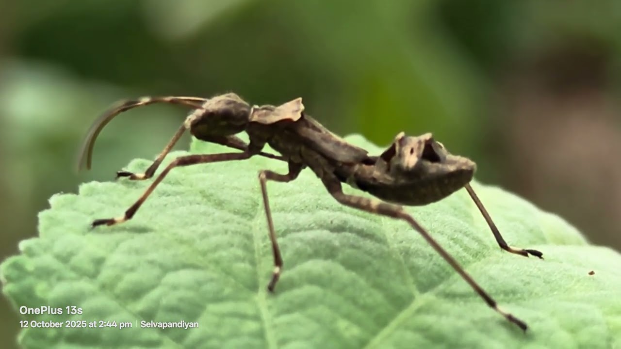 Broad Headed Bug @selyan1980