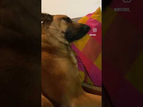 Does your dog SNORE 💤 #funnydogvideos #funnydogs #dogsleeping #snoring #tired #goodmorning #wakeup