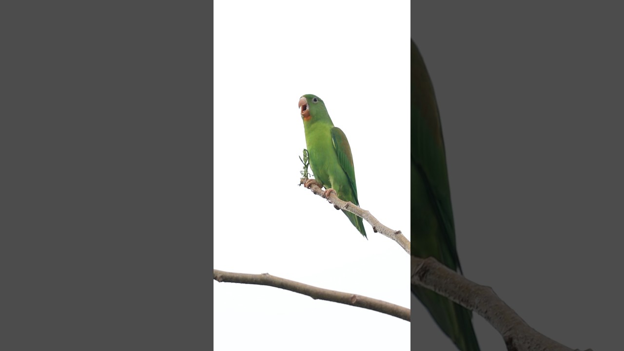Orange-chinned Parakeet Bird in Samara, Costa Rica 🦜 Brotogeris jugularis 🆔 Birding in Guanacaste