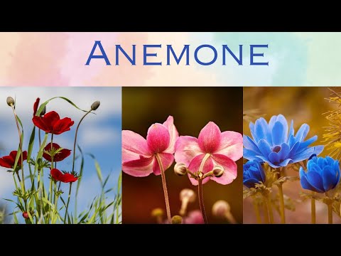 ANEMONE || All About Anemone Flower || Anemones Information || Nature's Beauty