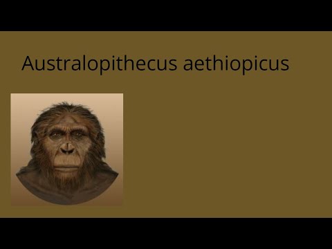 Australopithecus Aethiopicus