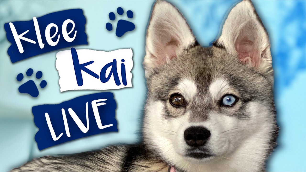 Alaskan Klee Kai LIVE - How small are these Mini Huskies?