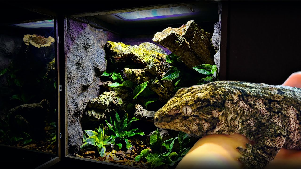 Making a bioactive vivarium for a GIANT gecko