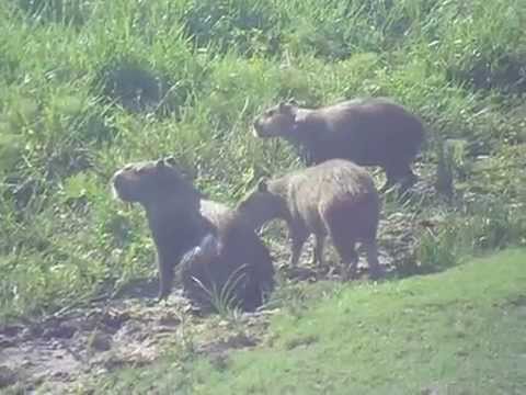 Chigüire, capibara o hydrochoerus hydrochaeris (+Video)