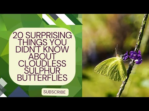 20 Surprising Things You Didn't Know About Cloudless Sulphur Butterflies