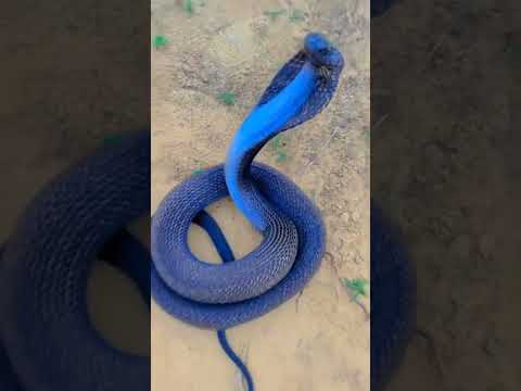 BLUE SNAKE worlds Biggest snakes NILKHANT HAR HAR SHIV SHAMBHU #shorts #mahadev #snakes