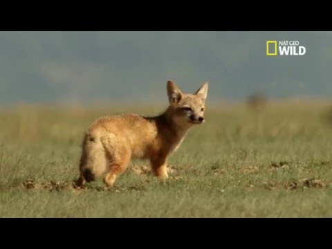 Renard nain attaque un chien de prairie