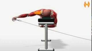 Voador inverso unilateral c/ polia baixa e banco reto | Catálogo de ...