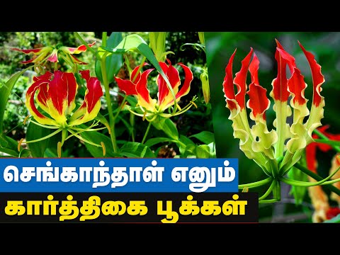 2500 வருடங்கள் பழமையான கார்த்திகைப் பூக்கள் | Senganthal Malar | Gloriosa Superba | Flame lily