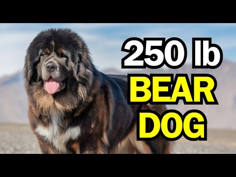 ⭐️In 5 MINUTES Dogs That "LOOK" Like: "BEARS" -250lb Bear Dog⭐️