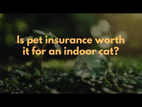 Is pet insurance worth it for an indoor cat?