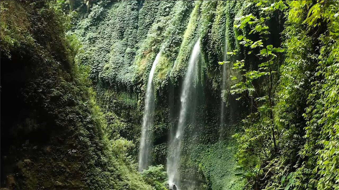 Los bosques, un elemento clave para la vida en el planeta - Rumbos de ...