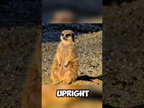 the meerkats are judging you 👀 #meerkat #animals #shorts