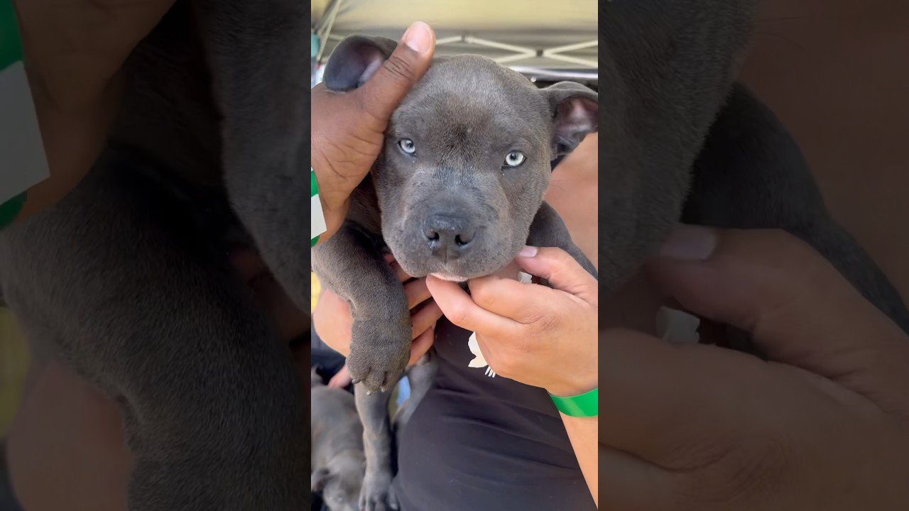 Adorable Pitbull Puppy with Stunning Blue Eyes 🥰❤️ #cute #pitbull #puppylife