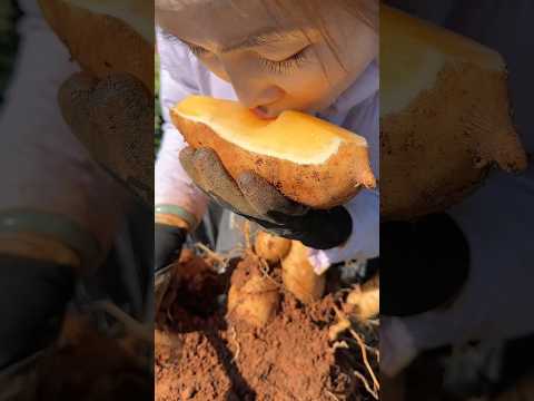 Farmer harvesting yacon root