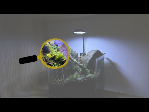Terrario Con Cephalotus Follicularis y Nepenthes đ Terrario Plantas CarnĂvoras