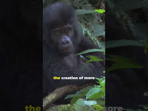 Mind-Blowing Gorilla Facts You Never Knew!
