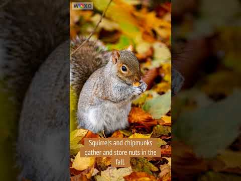 Temperate Forest learn about terrestrial biomes #shorts #biomes