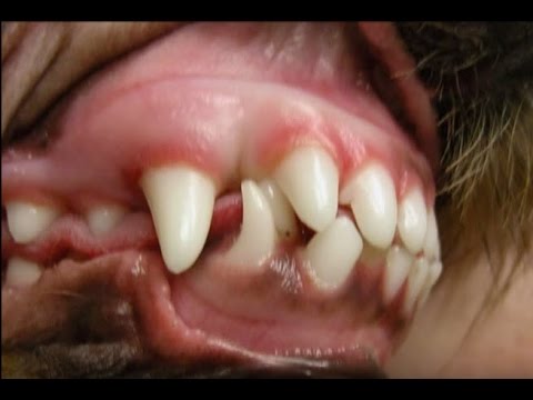 Persistent Deciduous Teeth