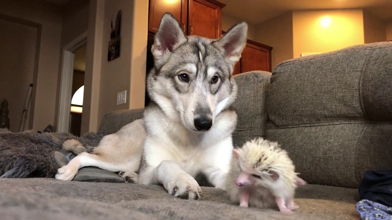 Introducing our coyote husky to Meiomi