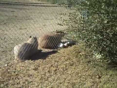 Rodents of Unusual Size