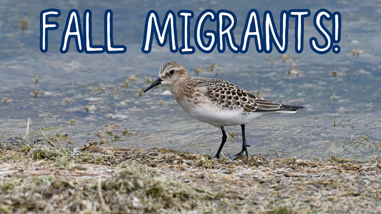Baird's Sandpiper, Solitary Sandpiper and Killdeer