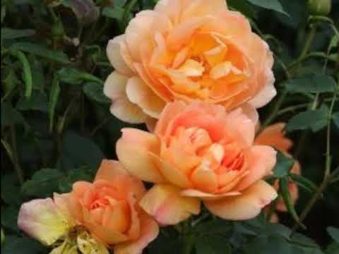 Ray of Sunshine Roses