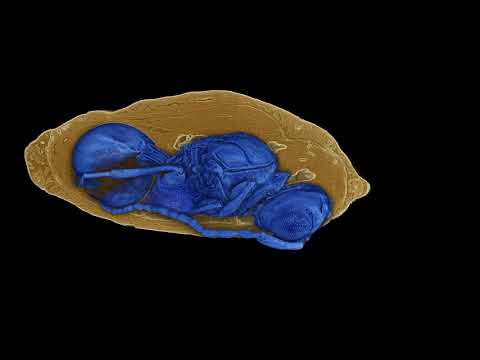 Fossils Show Ancient Horrifying Xenomorph-Style Insects