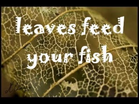 LEAF LITTER AND THE FOOD WEB - RULES