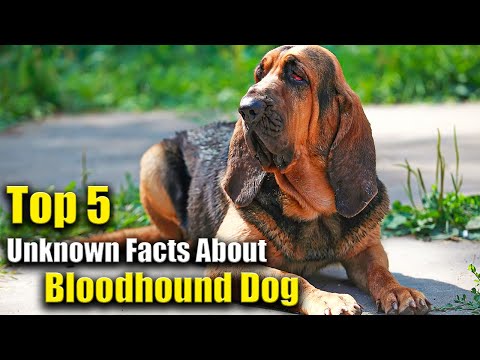 TOP 5 BLOODHOUND DOG Facts You Don't Know About | Pawsome Facts🐾
