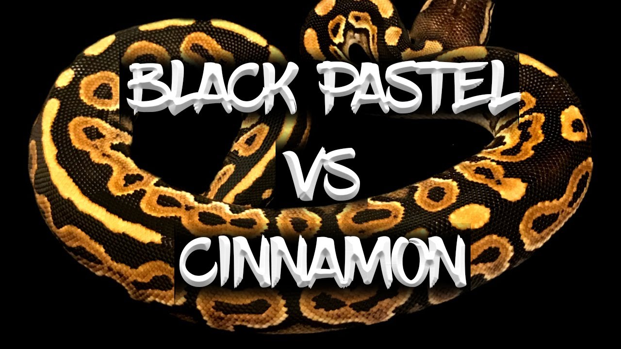 Black Pastel vs Cinnamon (Are They the Same?)