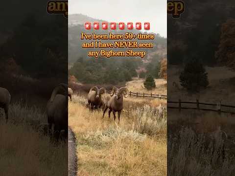 An iconic symbol of Colorado, the mountains and strength, Bighorn Sheep are a rare prize to see.