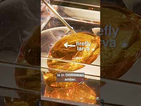 The 24-MILLION-Year-Old Firefly That’s Perfectly Preserved In Amber!