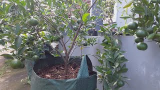 potfuzziblog: Jeruk Santang Dalam Pot