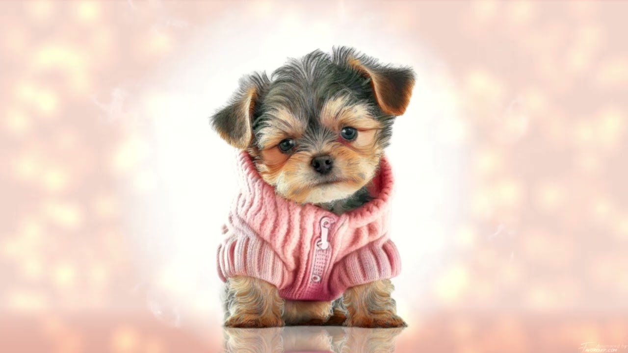 Chiot mignon - Fond d'écran Animé - Pour PC