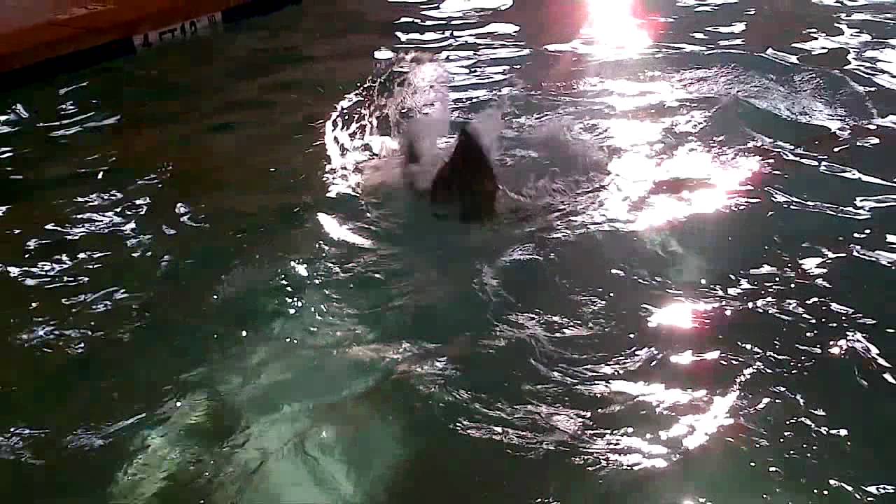 Hire Element - Acrobat in Atlanta, Georgia