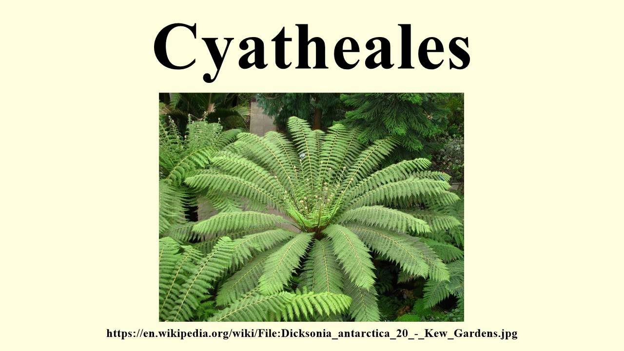 Cyatheales