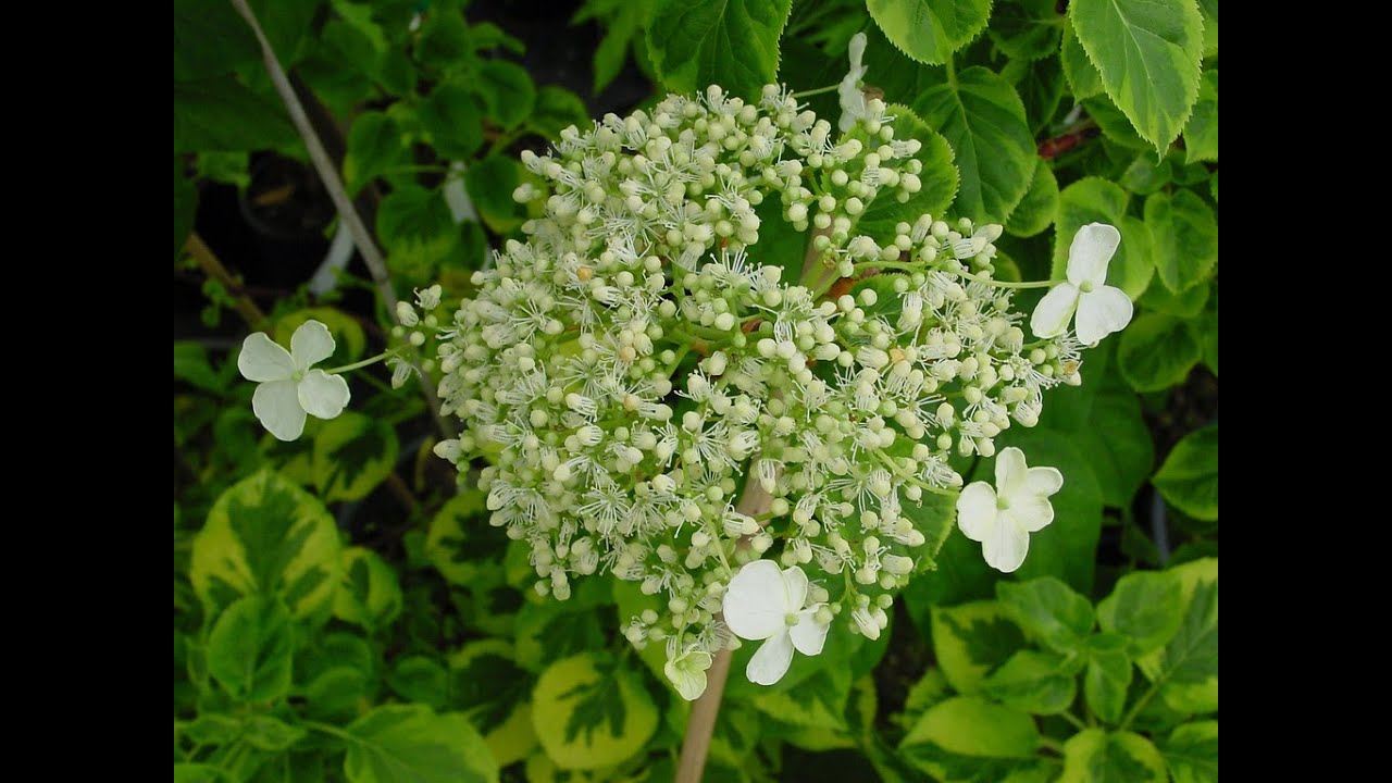 Hydrangea anomala ssp. petiolaris 'Mirranda' Climbing Hydrangea