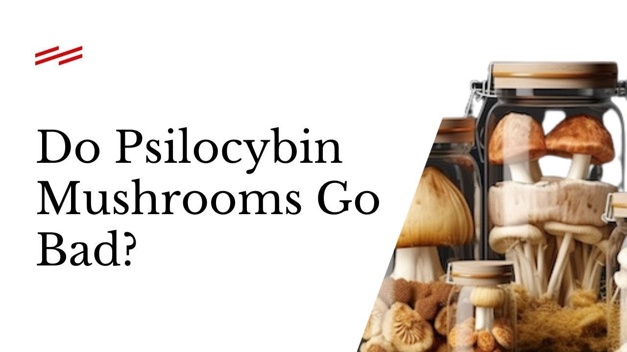 Do Mushrooms Spoil? (Tips for Mushroom Storage)