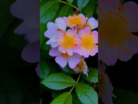The wild flowers are in full bloom.#nature #wildrose #flower #wildlife #music