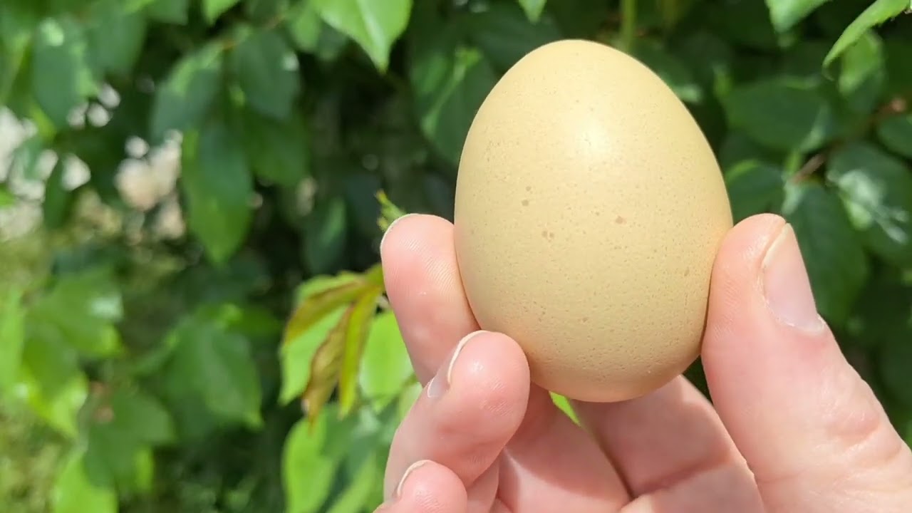 How Eggs Get Their Colors