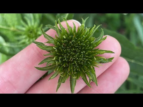 What to do about Echinacea (coneflower) Rosette Mites & how to distinguish from Aster Yellows