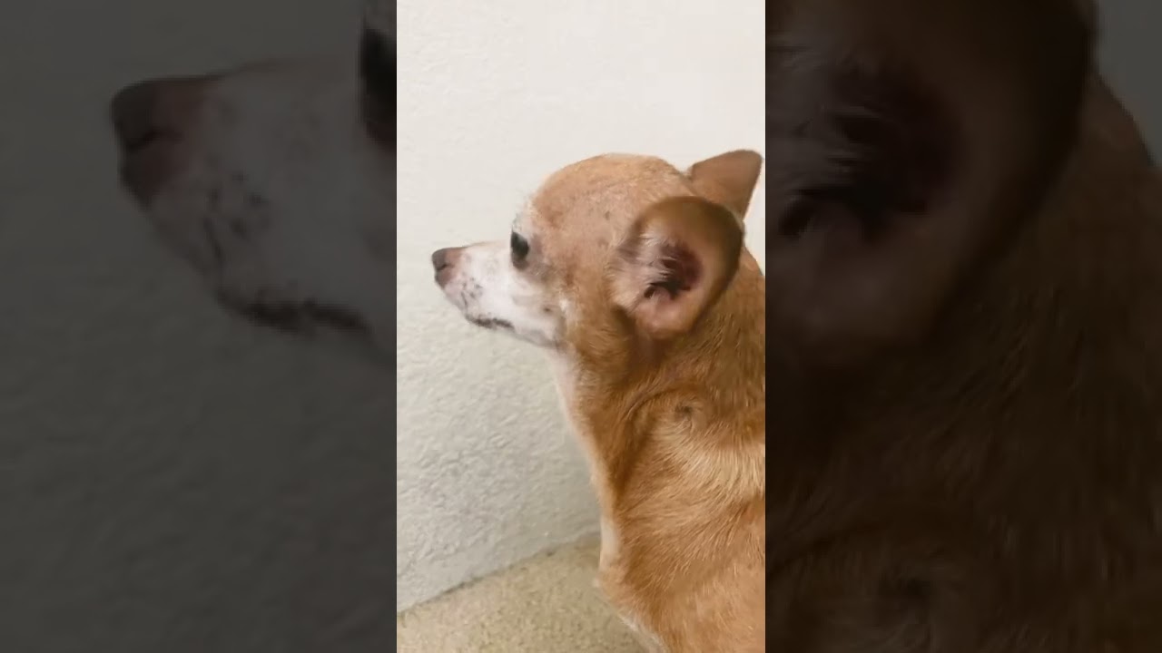 My dog Pixie 🐕￼