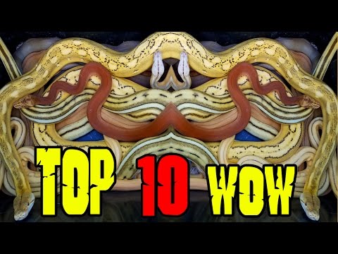 WOW Tour 10 TOP PYTHONS with BONUS!!!