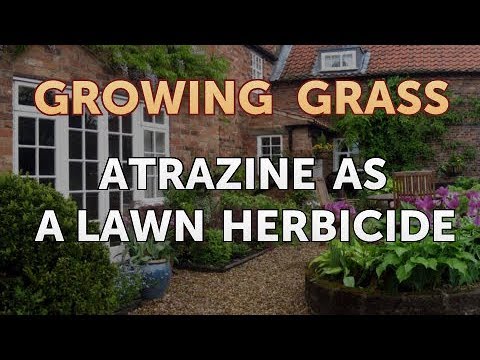 Atrazine as a Lawn Herbicide