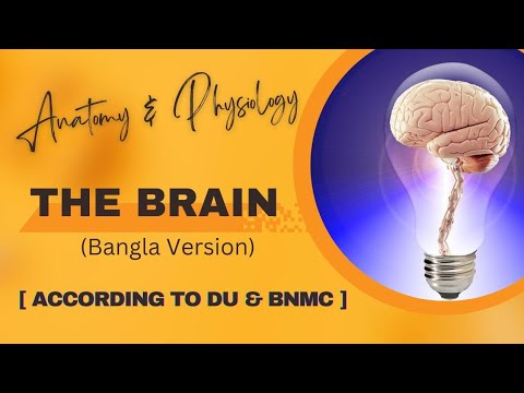 The Brain (Bangla Version)
