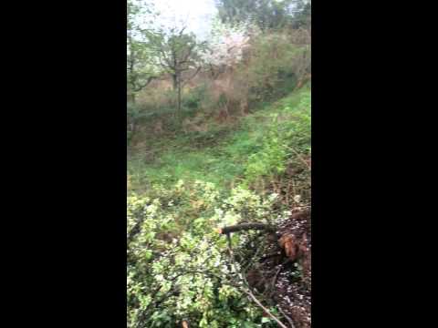 Unser Berggarten | Gregor Knapp's Homepage