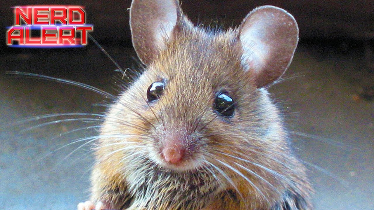 These 6 Animals Are Rapidly Evolving