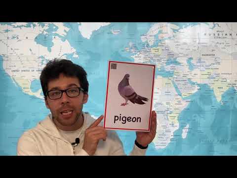 How to Pronounce Pigeon